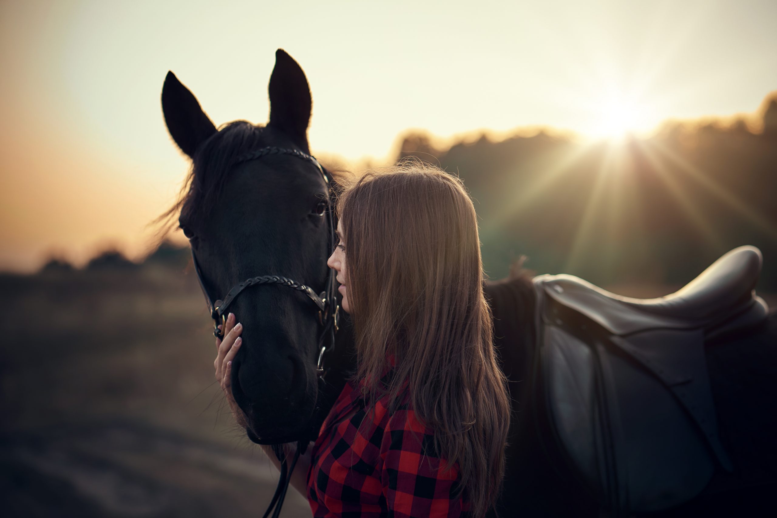 Pferdesprache lernen - das musst Du wissen, um dein Pferd zu verstehen