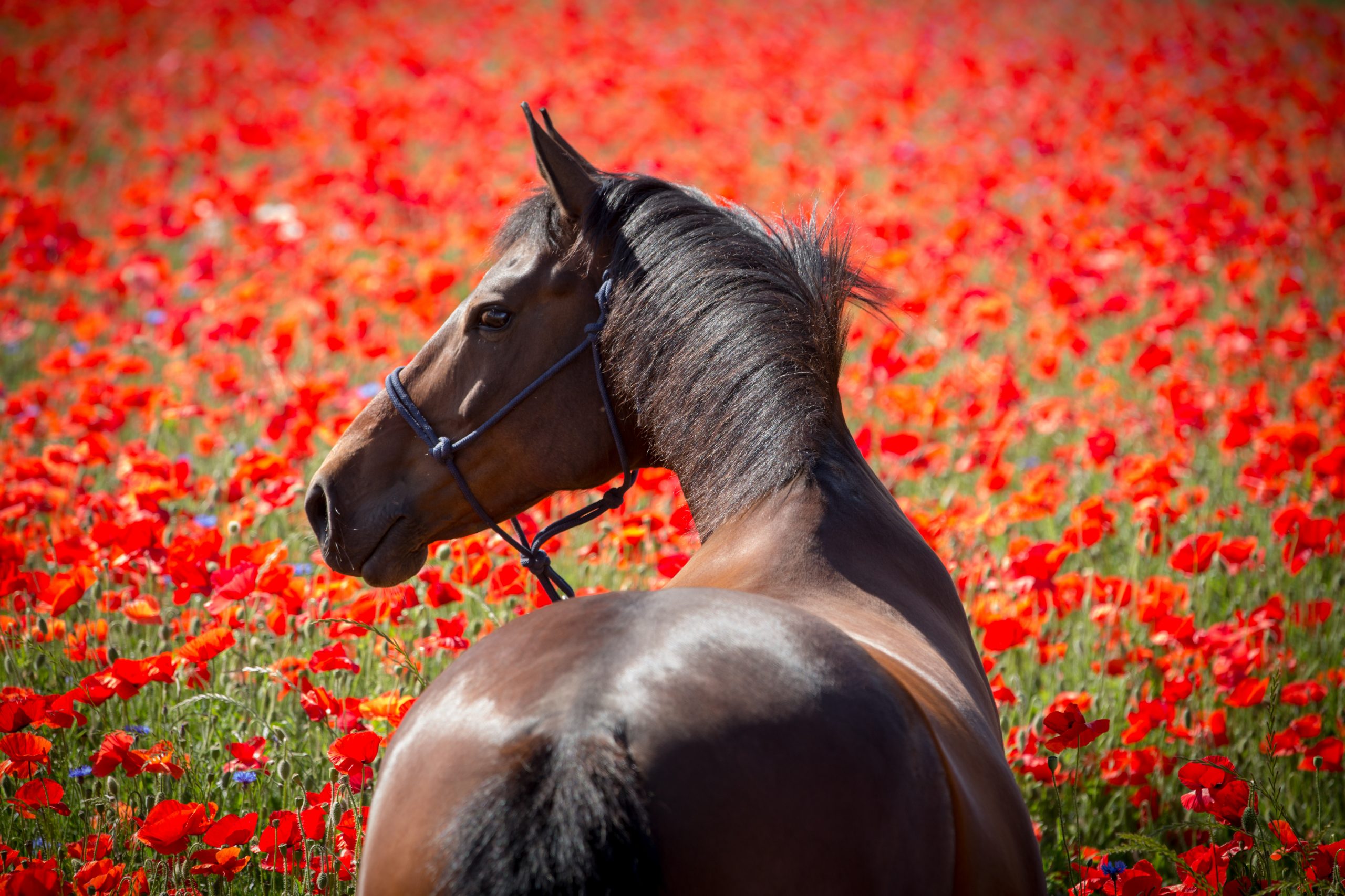 Beliebte Pferderassen – das sind die Top 10 der Deutschen!