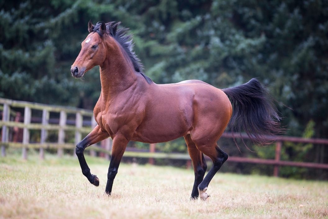 Englisches Vollblut Pferderasse | Pferderassen-Lexikon | HorseDeal