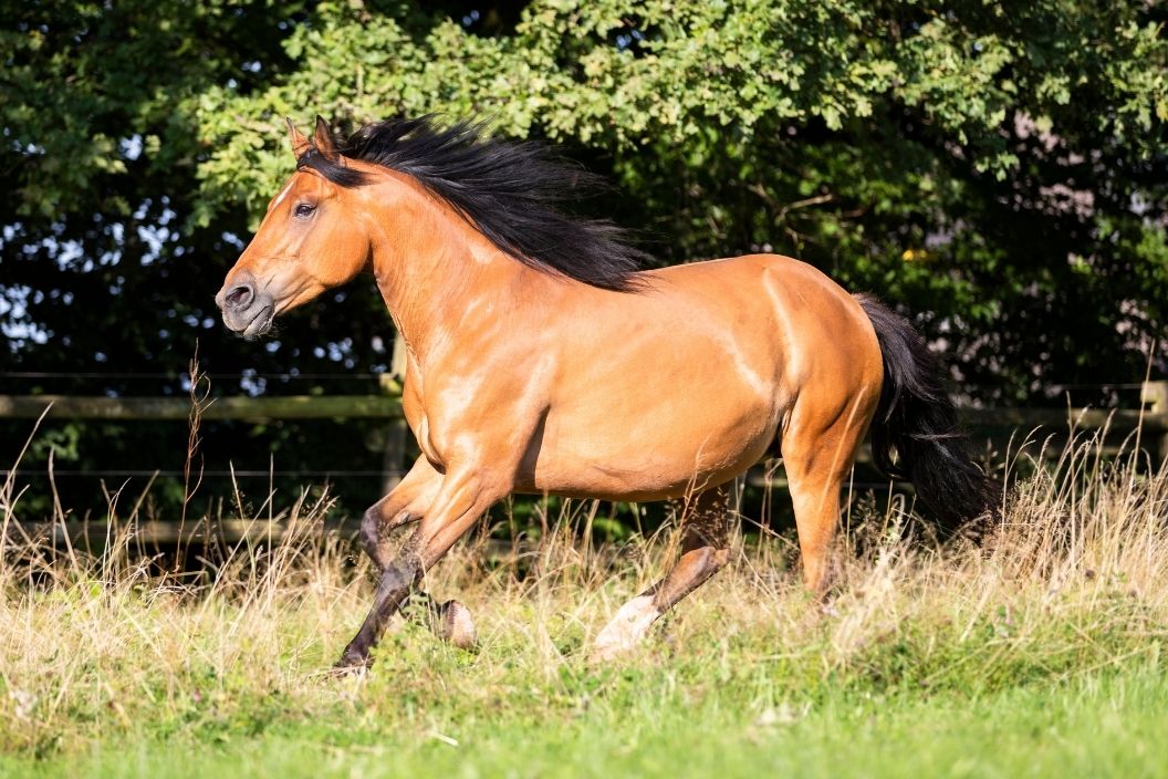 Freiberger Pferderasse | Pferderassen-Lexikon | HorseDeal