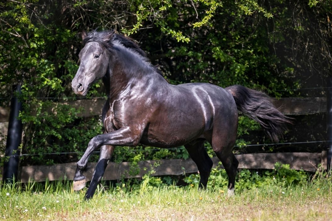 P.R.E Pferderasse | Pferderassen-Lexikon | HorseDeal