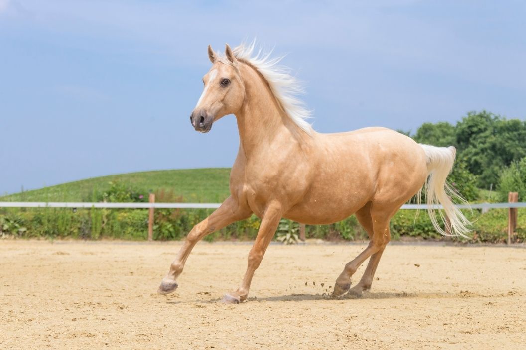 Araber-Berber Pferderasse | Pferderassen-Lexikon | HorseDeal