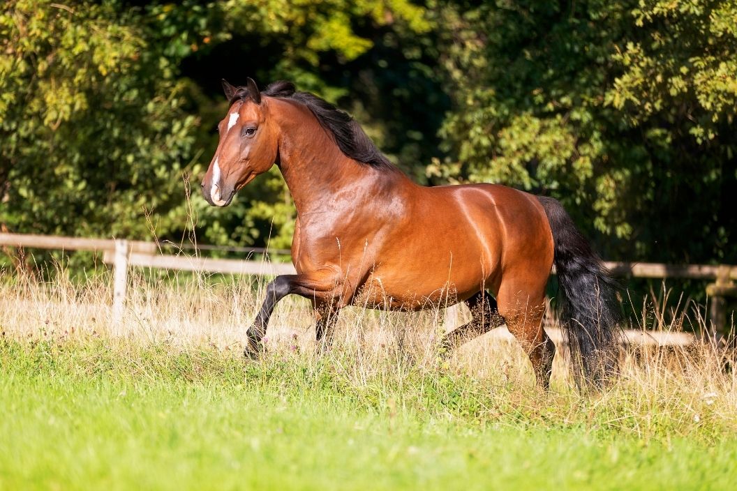 Deutsches Reitpferd Pferderasse | Pferderassen-Lexikon | HorseDeal