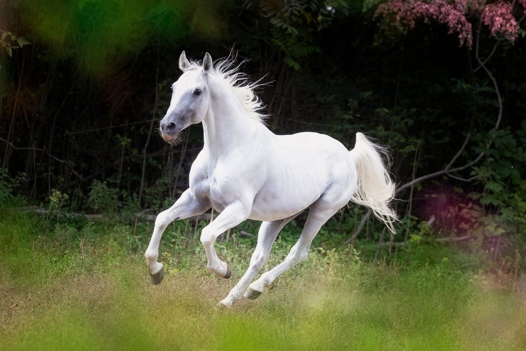Lipizzaner Pferderasse | Pferderassen-Lexikon | HorseDeal
