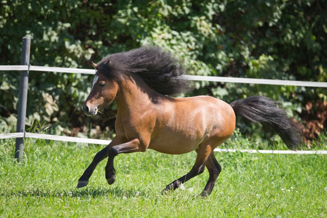 American Miniature Horse