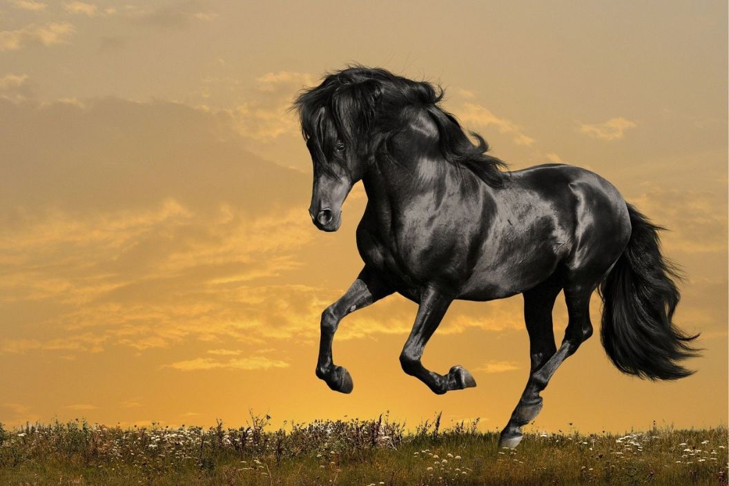 Arabofriese Pferderasse | Pferderassen-Lexikon | HorseDeal