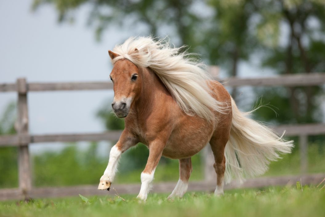 Falabella Pferderasse | Pferderassen-Lexikon | HorseDeal